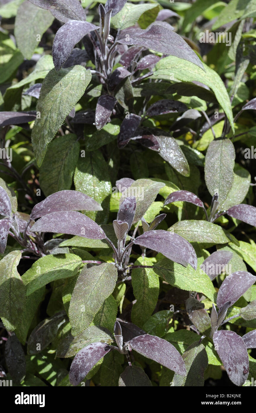 Purple sage plant hi-res stock photography and images - Alamy
