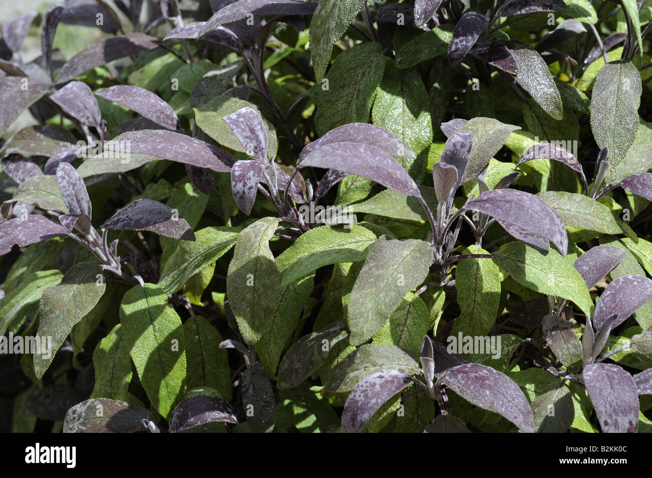 Sage poultry hi-res stock photography and images - Alamy
