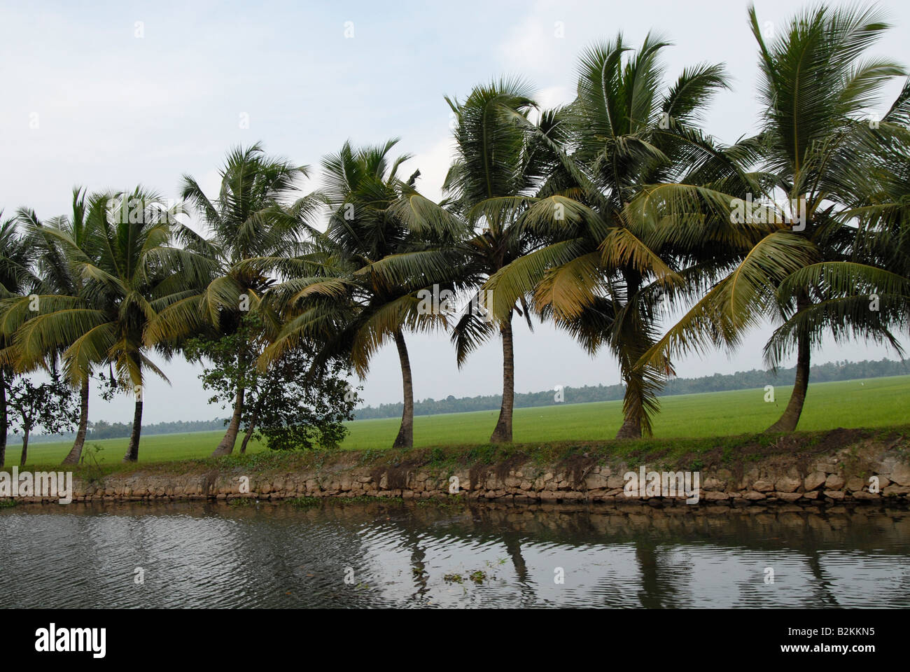 A view of kuttanadu,Alleppey,Kerala,India Stock Photo - Alamy