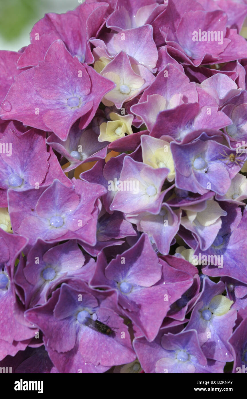 Hydrangea august hi-res stock photography and images - Alamy