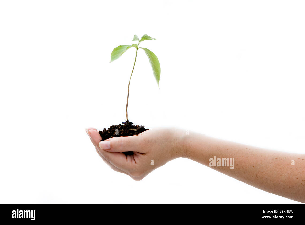 A young new plant growing from palm in hand isolated Stock Photo - Alamy