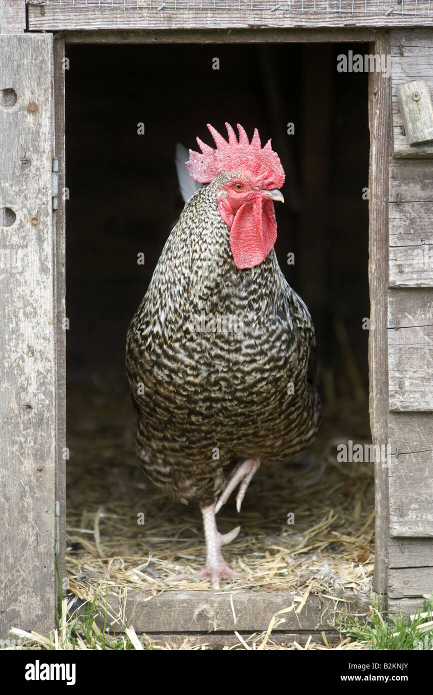 A Rooster guards his coop Stock Photo - Alamy