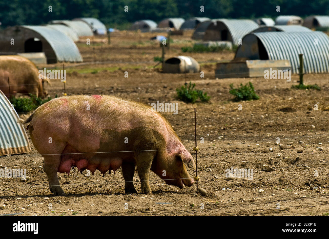 A sow on a pig farm in Suffolk Stock Photo - Alamy