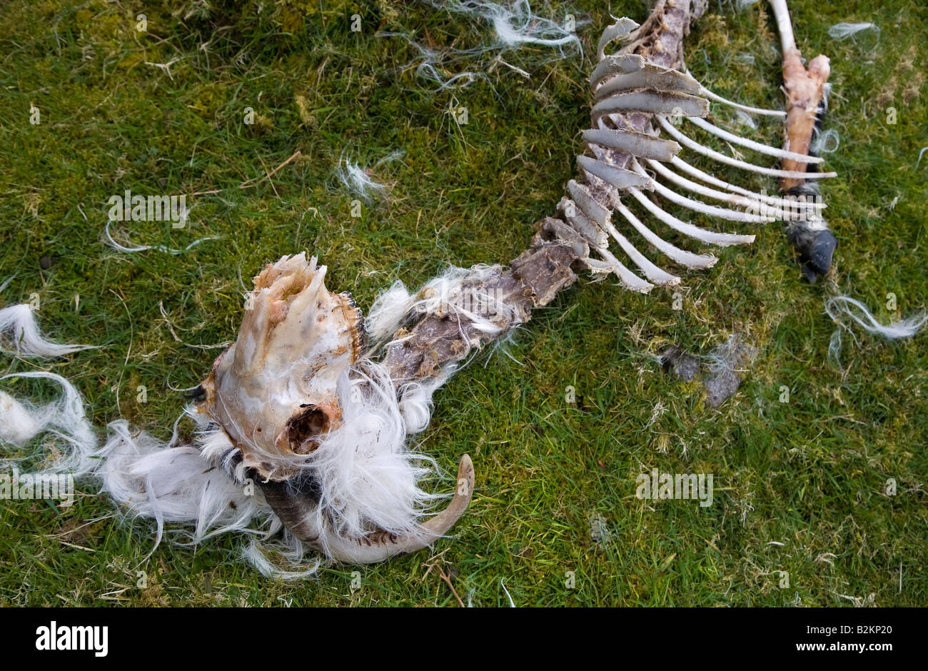 Dead sheep hi-res stock photography and images - Alamy