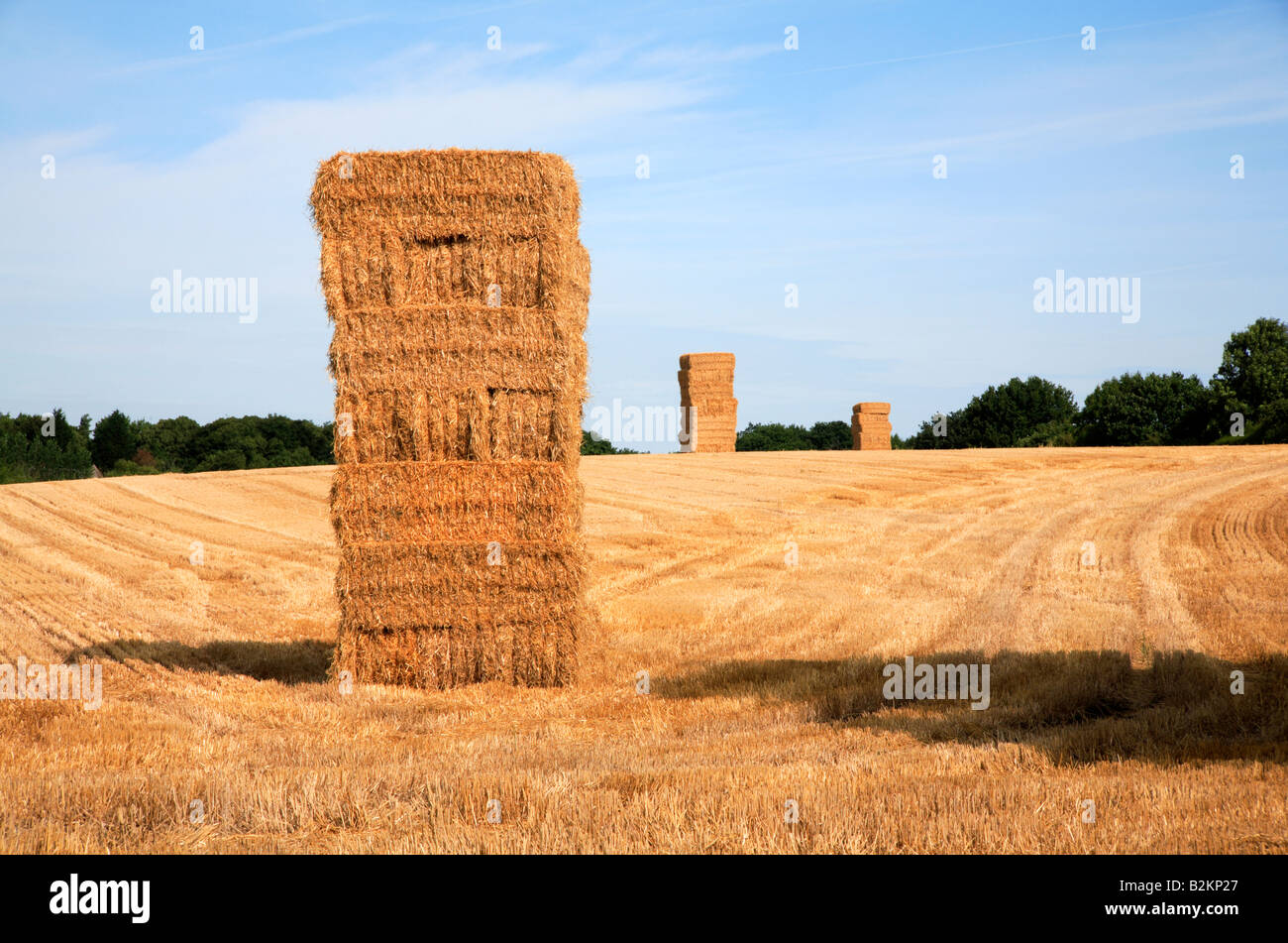 Square straw bales stacked after harvest in readiness for collection Stock Photo - Alamy