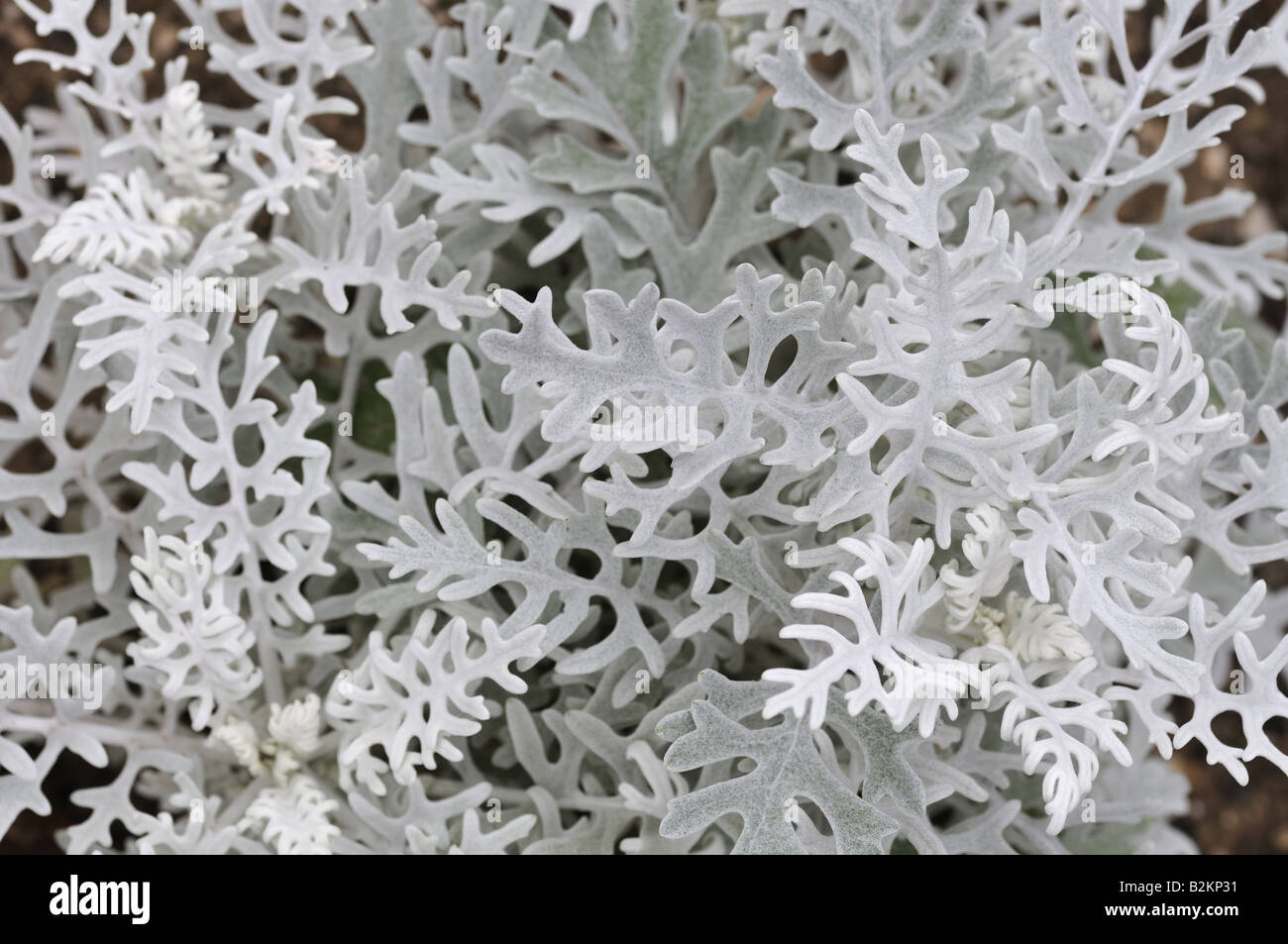 Cineraria flower hi-res stock photography and images - Alamy