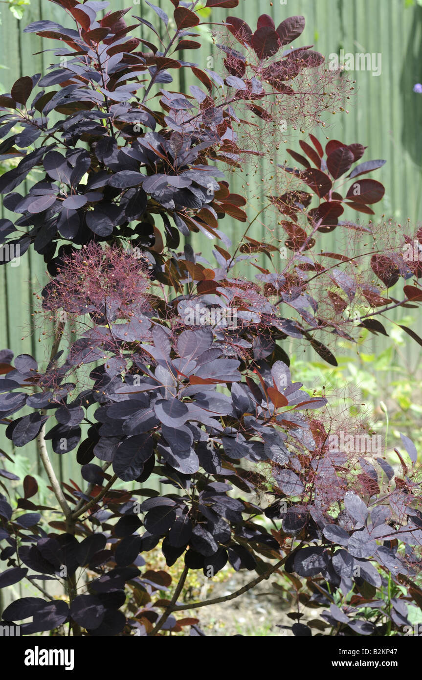 Smoke bush royal purple hi-res stock photography and images - Alamy