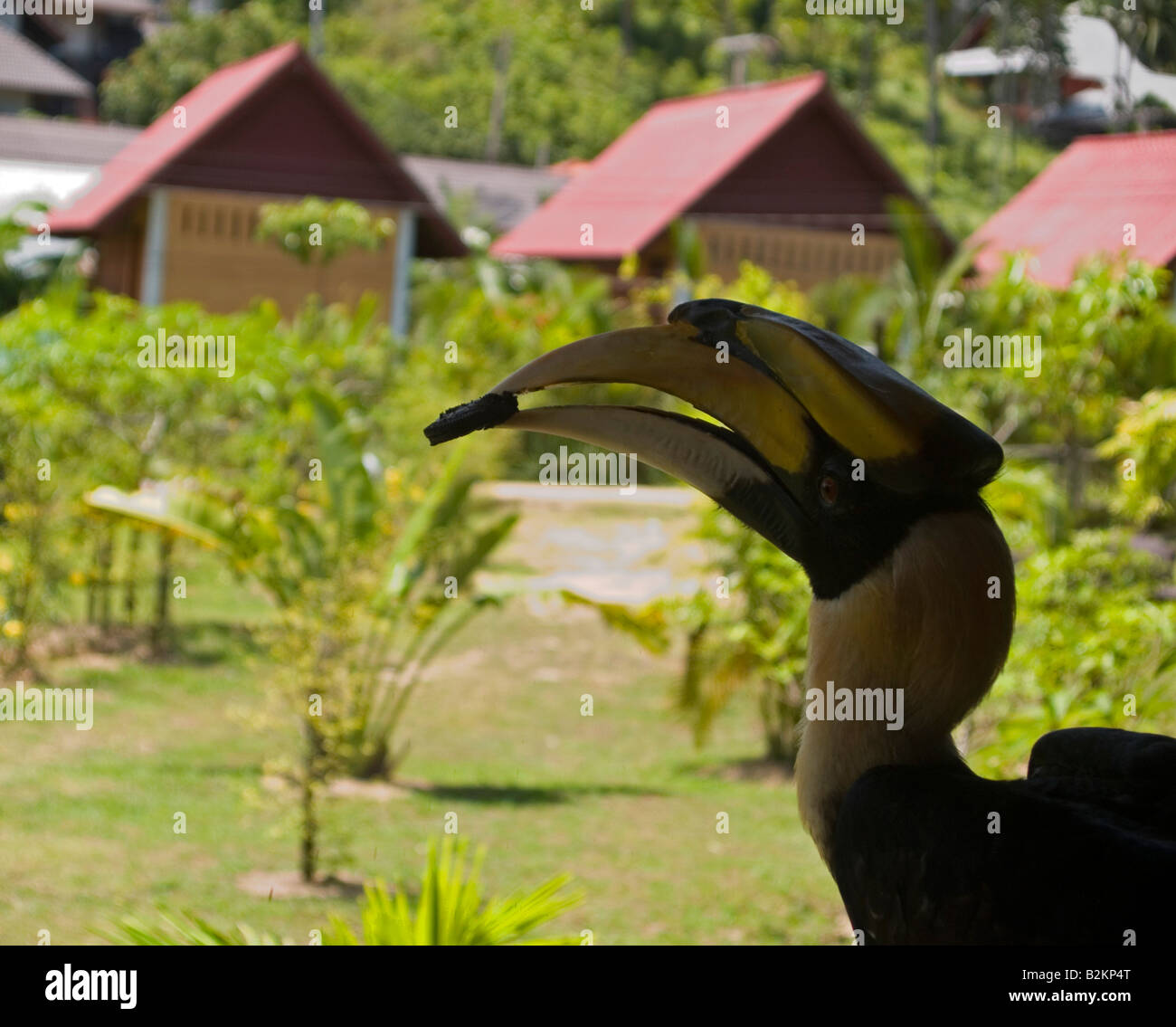 Oreo bird hi-res stock photography and images - Alamy