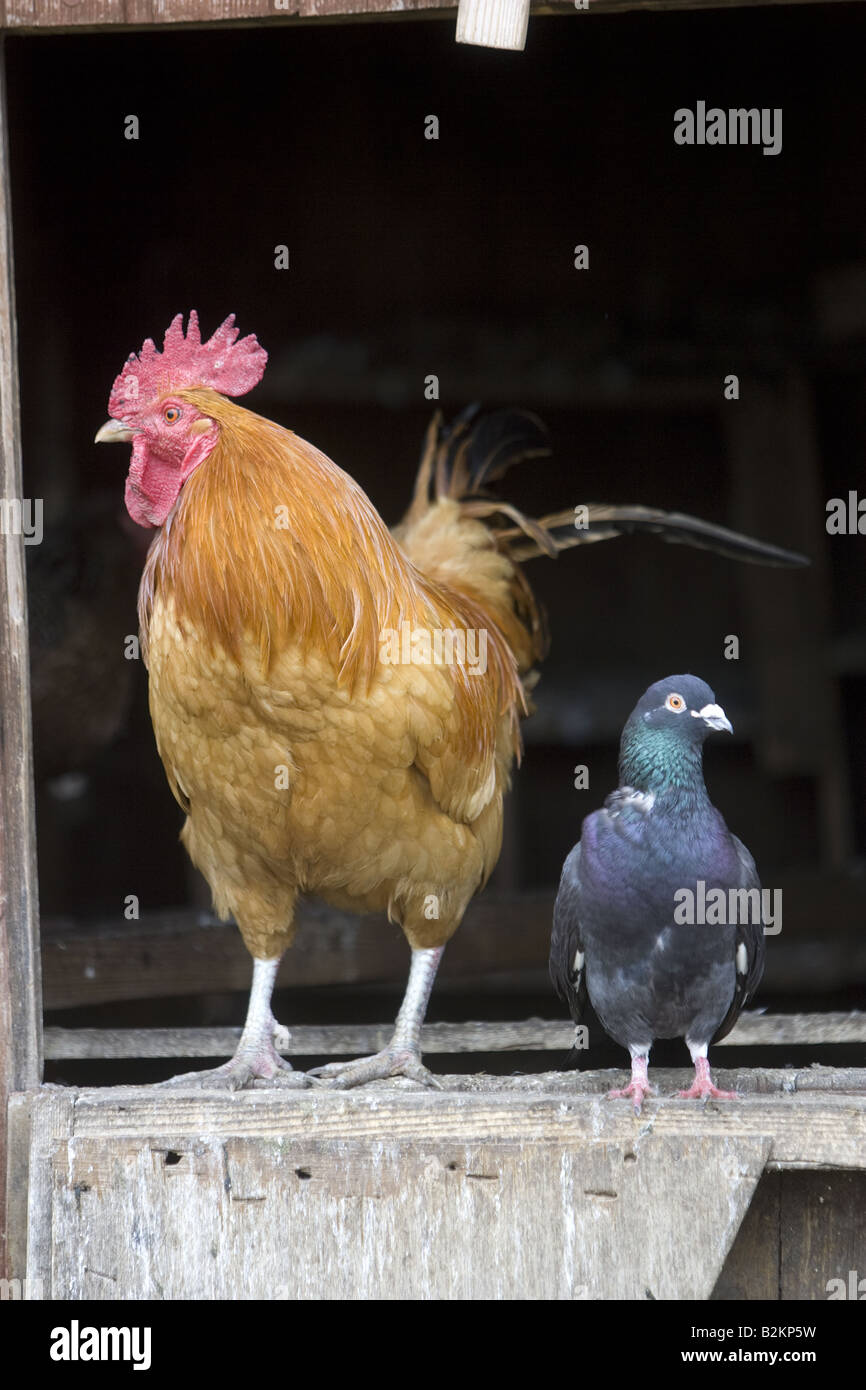 A Rooster and his friend the Pigeon Stock Photo - Alamy