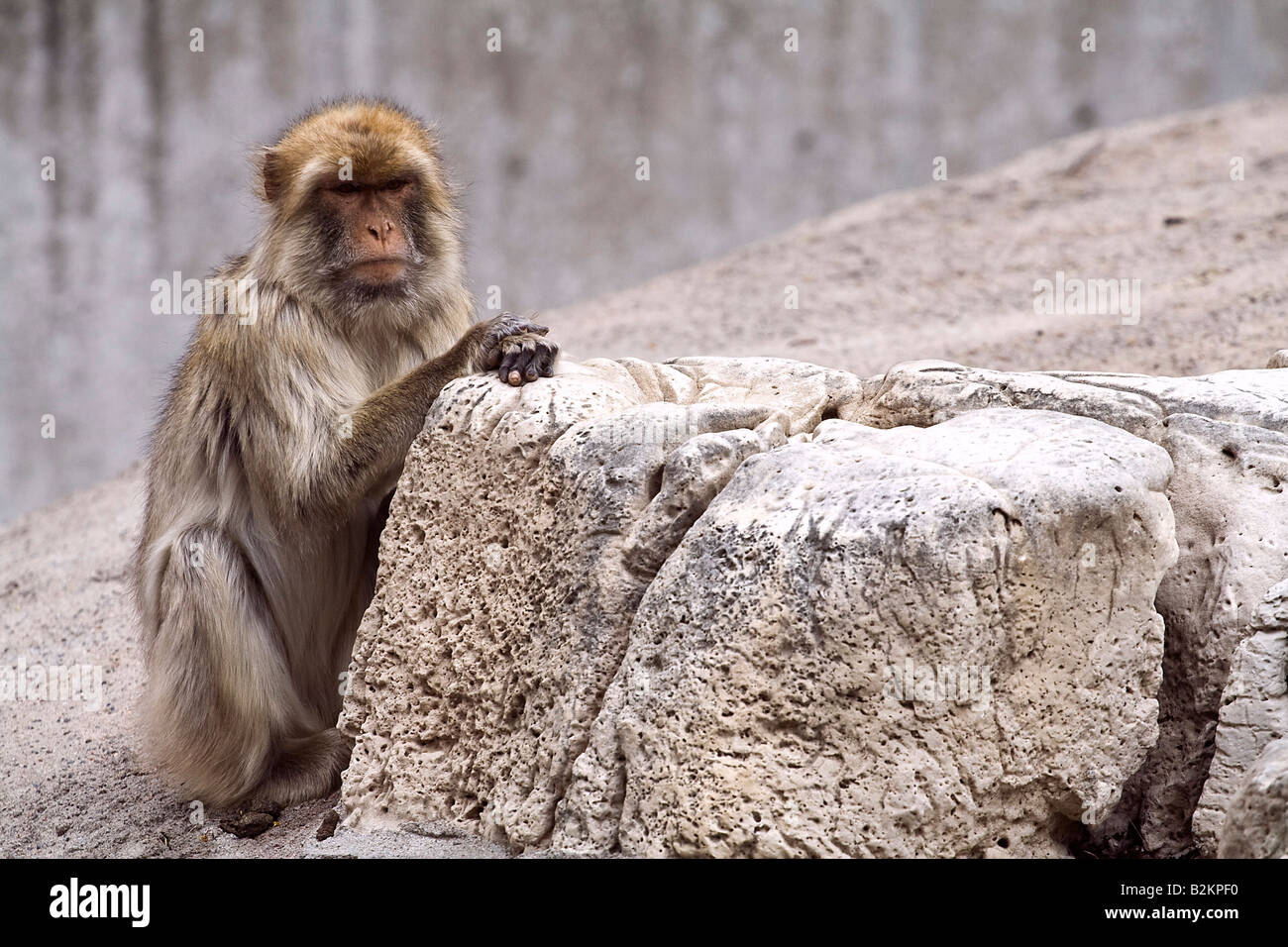 pictures of the wild animals Stock Photo - Alamy