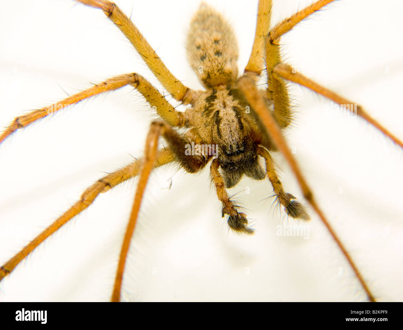 Cobweb Spider Tegenaria Gigantea Stock Photos & Cobweb Spider Tegenaria ...