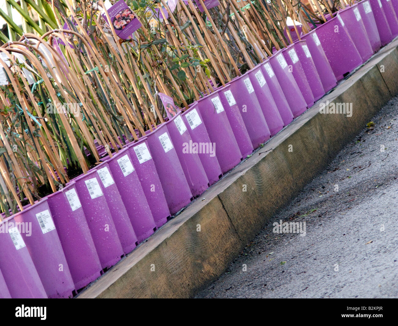 Roses display garden centre hi-res stock photography and images - Alamy