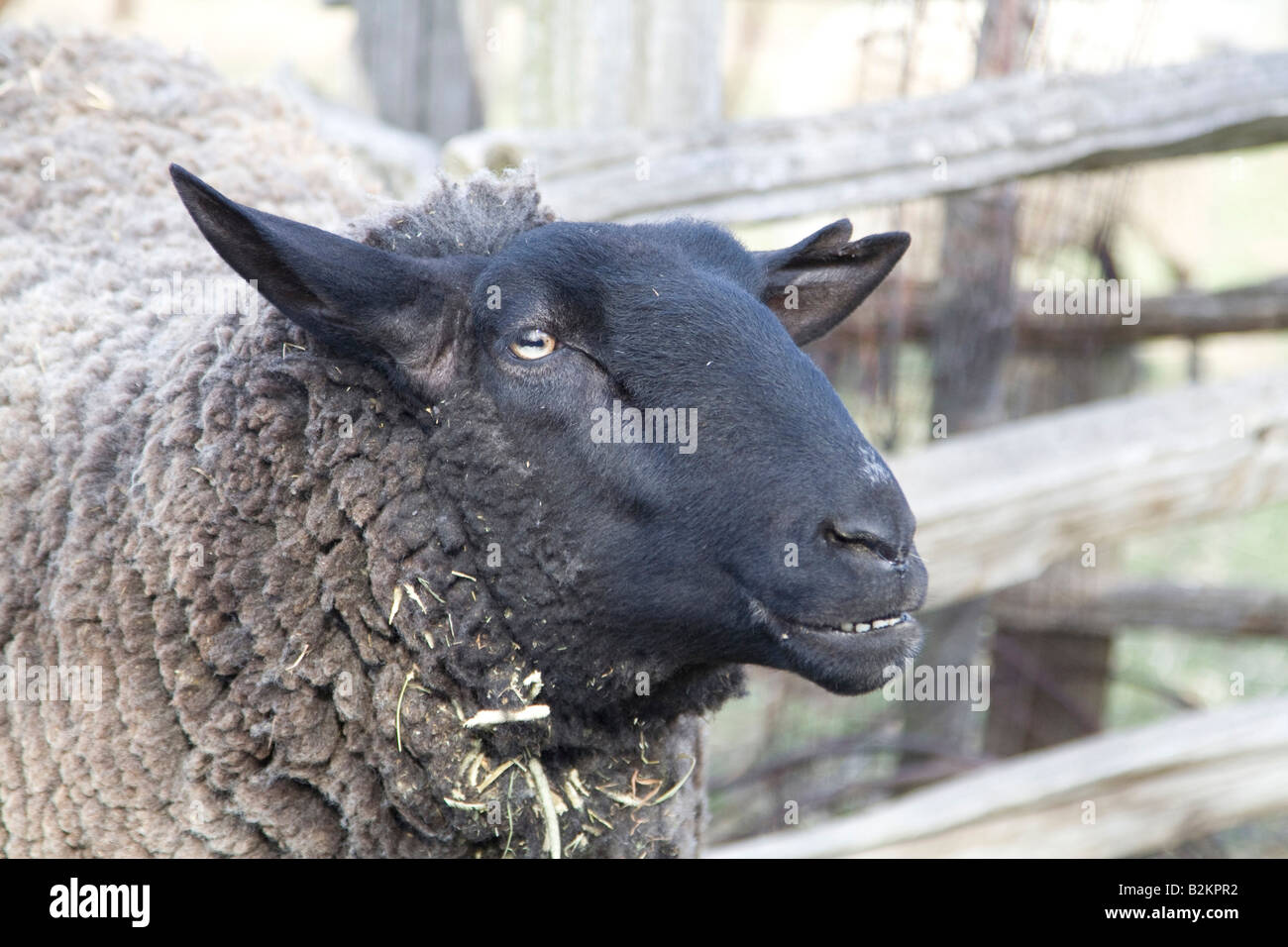 picture of a farm animals Stock Photo - Alamy
