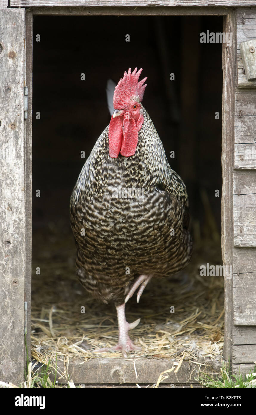 A Rooster guards his coop Stock Photo - Alamy