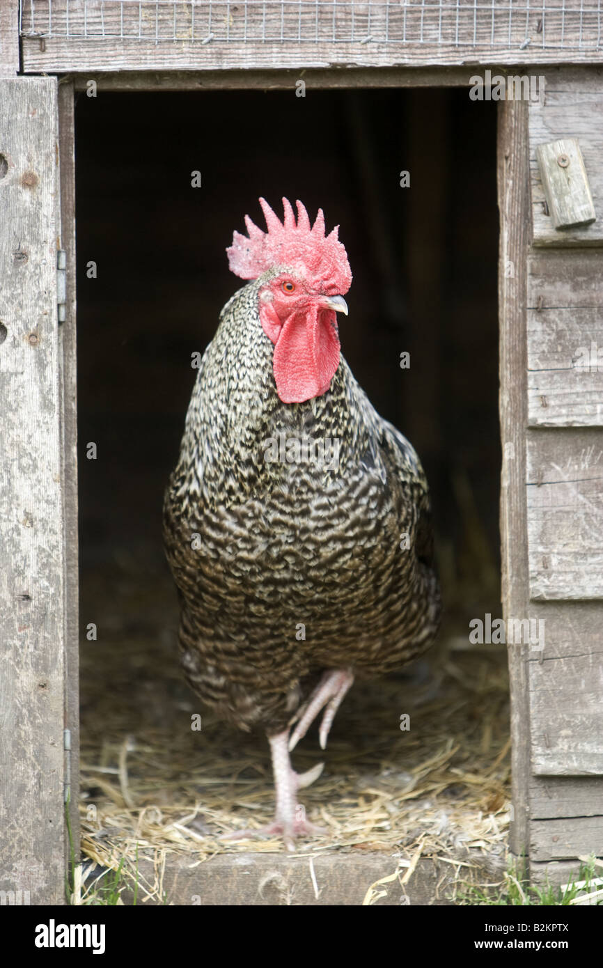A Rooster guards his coop Stock Photo - Alamy