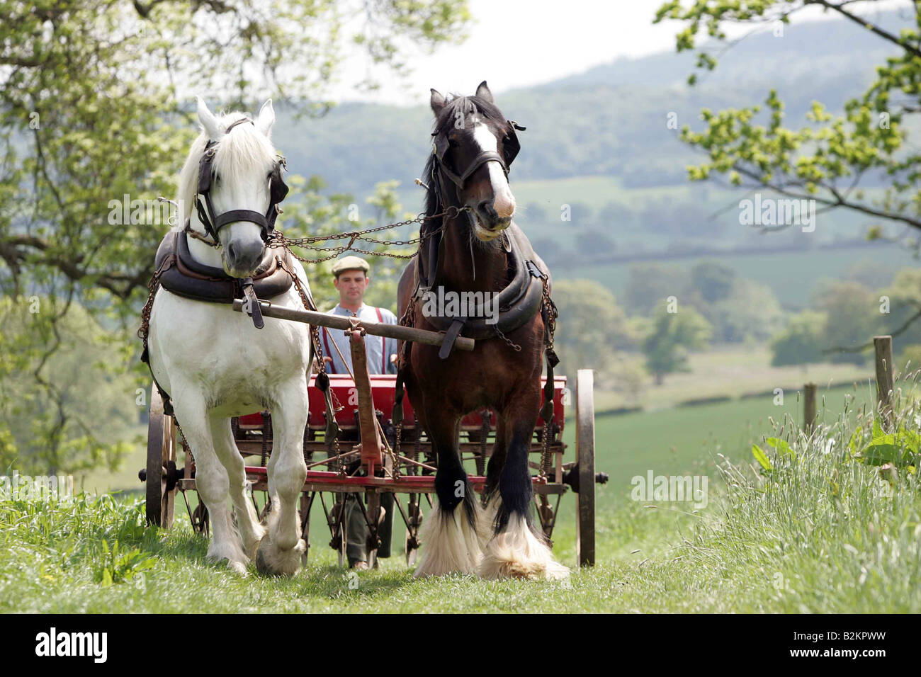 Shire horse plough cart uk hi-res stock photography and images - Alamy