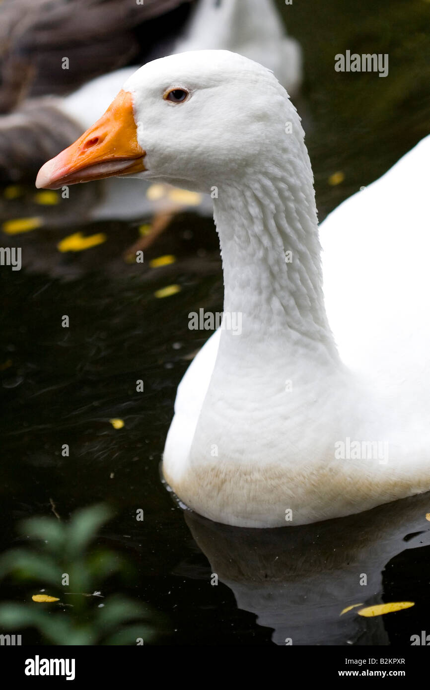pictures of the wild animals Stock Photo - Alamy