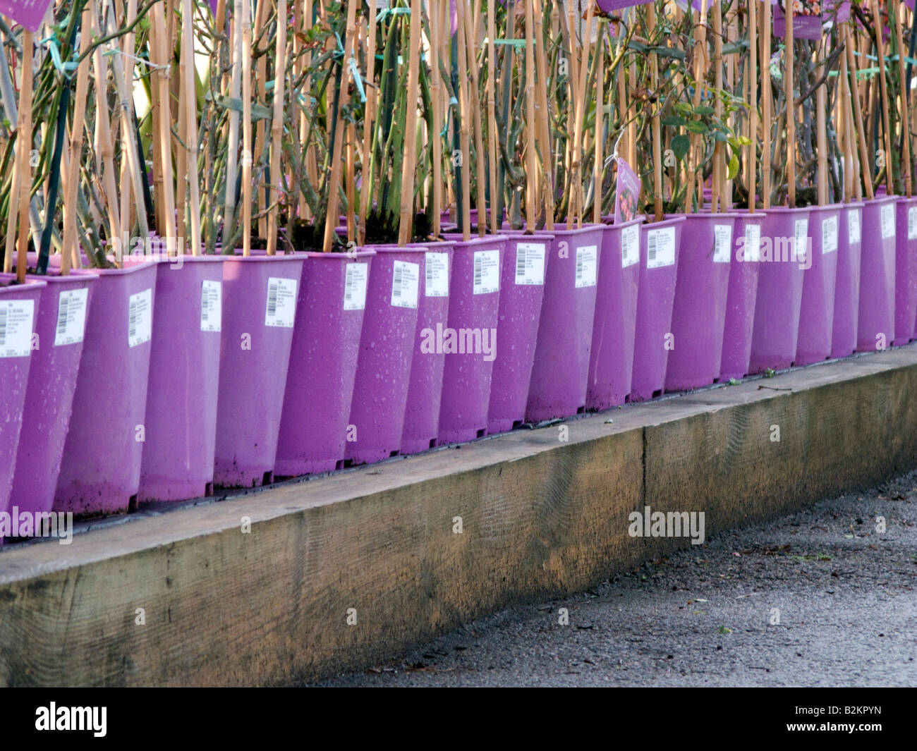 Row of Rose pots Stock Photo - Alamy