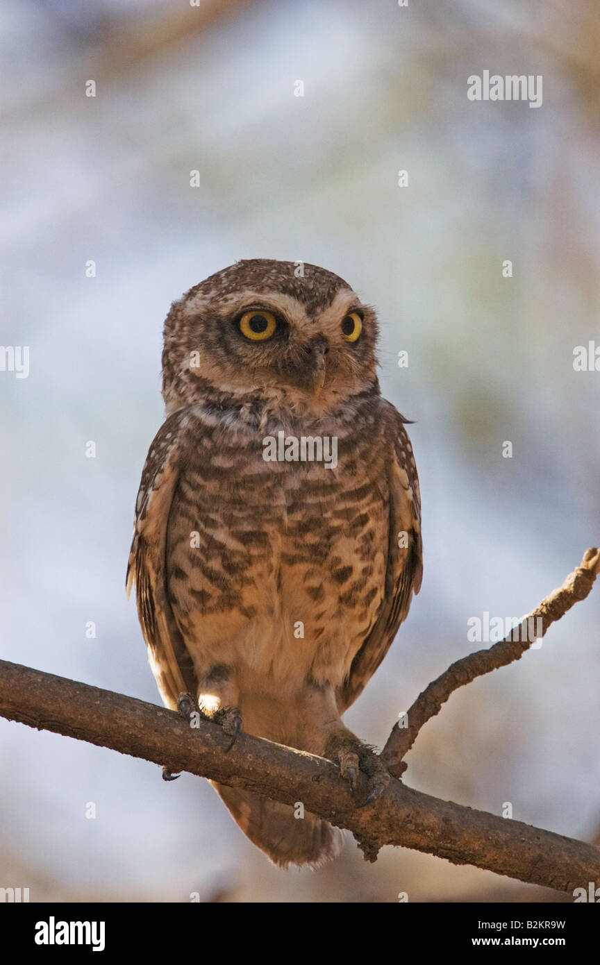 The Spotted Owlet (Athene brama Stock Photo - Alamy