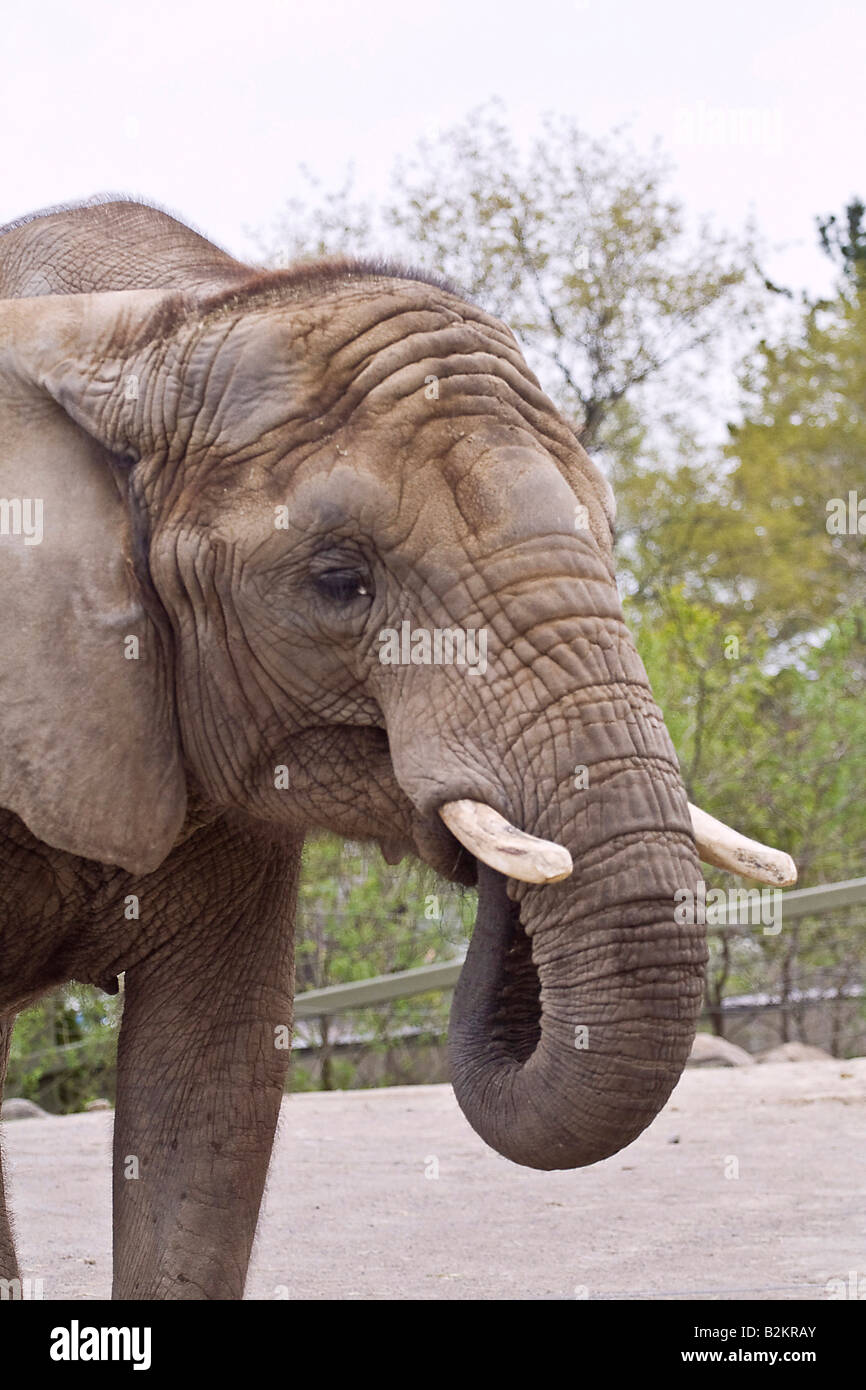 pictures of the wild animals Stock Photo - Alamy