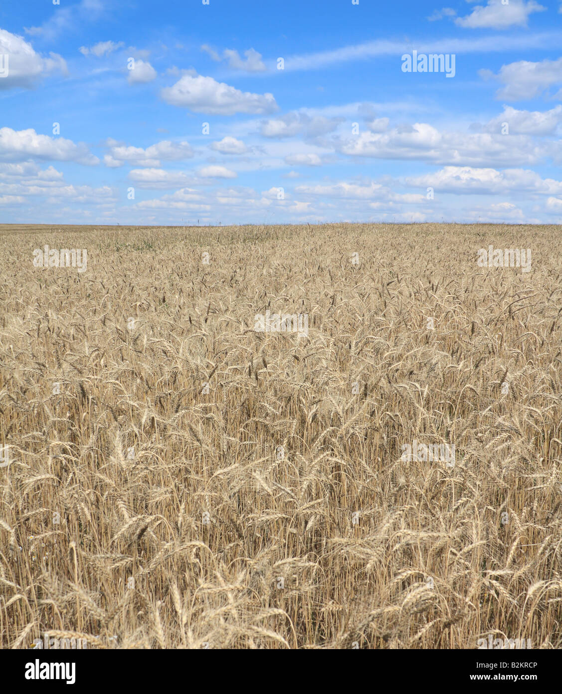 Field of barley - landscape Stock Photo - Alamy