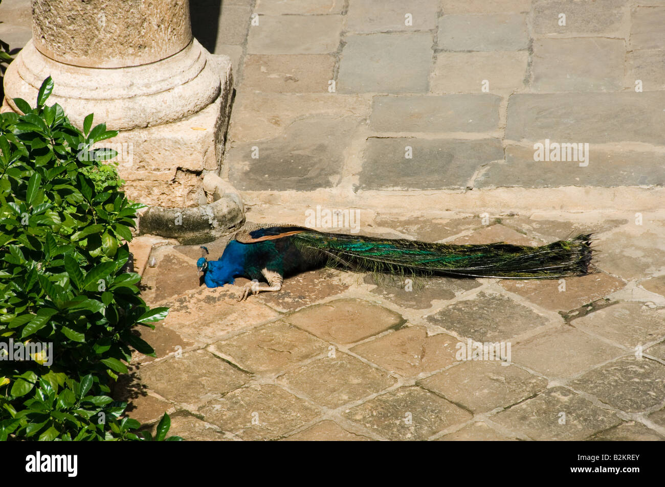 Peacock sleeping hi-res stock photography and images - Alamy