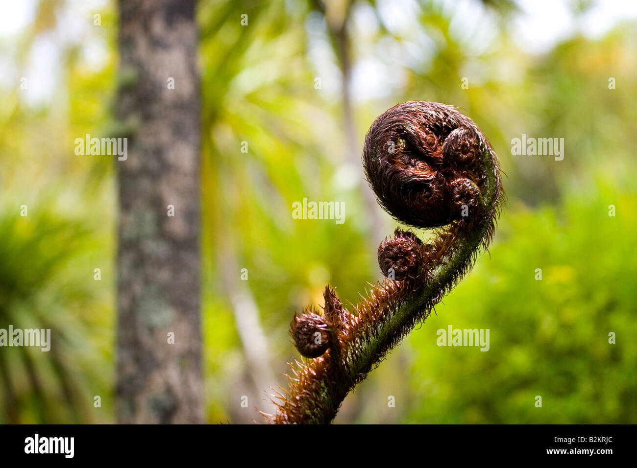 Unfurling tree fern frond or koru on the island of Tiritiri Matangi ...
