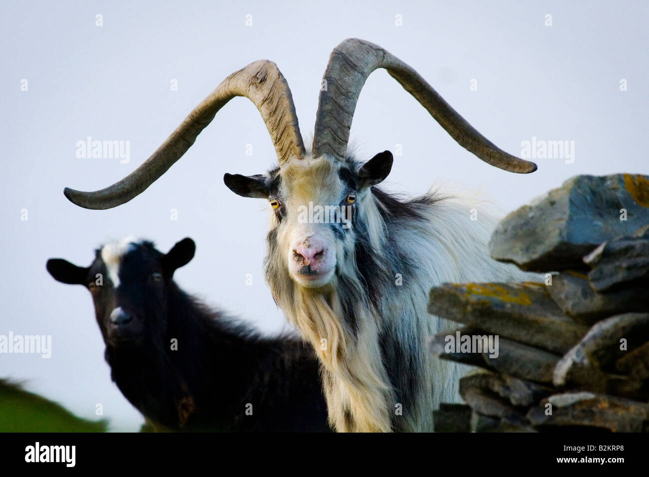 Wild billy feral goat at the Cliffs of Moher, Co Clare Stock Photo - Alamy