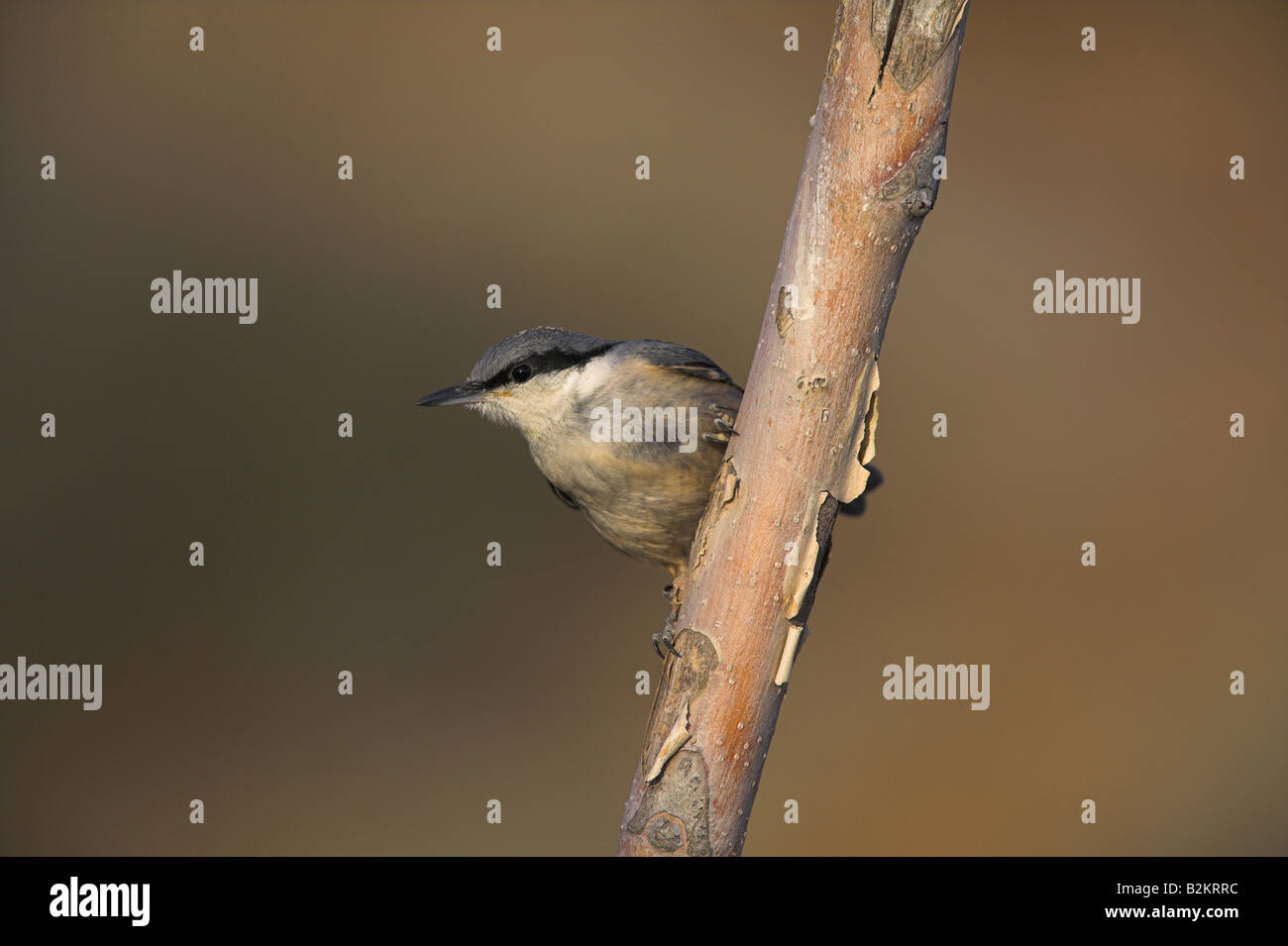 Western Rock Nuthatch Sitta neumayer perched on branch near Sigri ...