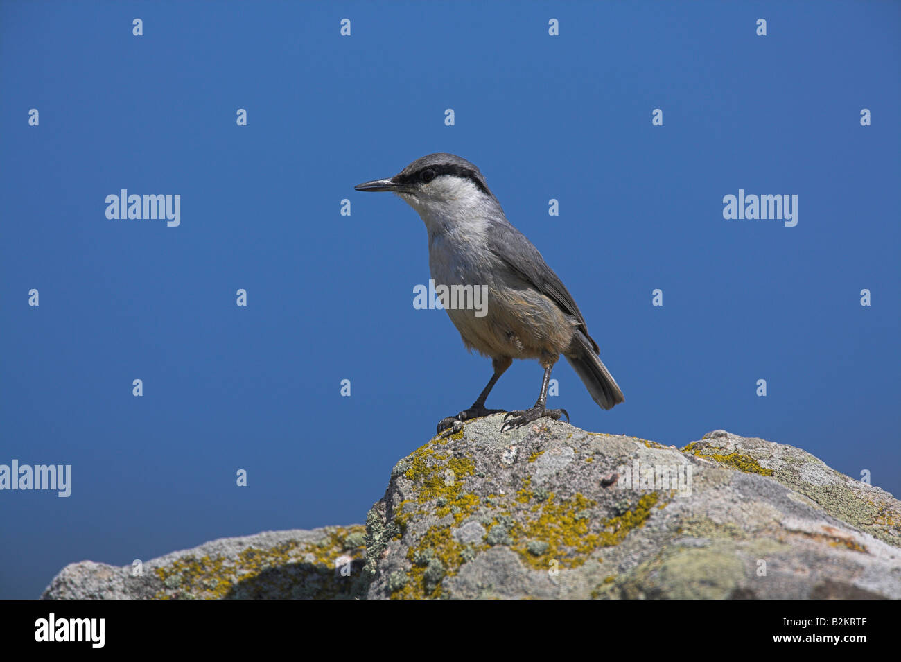 Western Rock Nuthatch Sitta neumayer perched on rock at Ipsilou ...