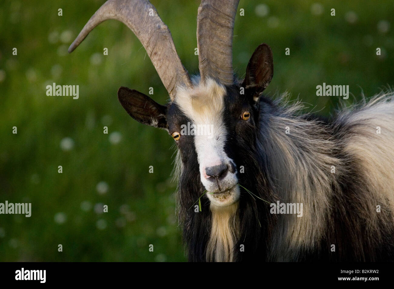 Wild billy feral goat at the Cliffs of Moher, Co Clare Stock Photo - Alamy