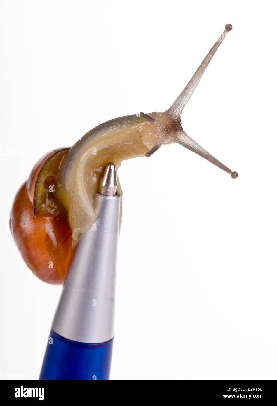 Funny snail sitting on a blue ballpoint Stock Photo - Alamy