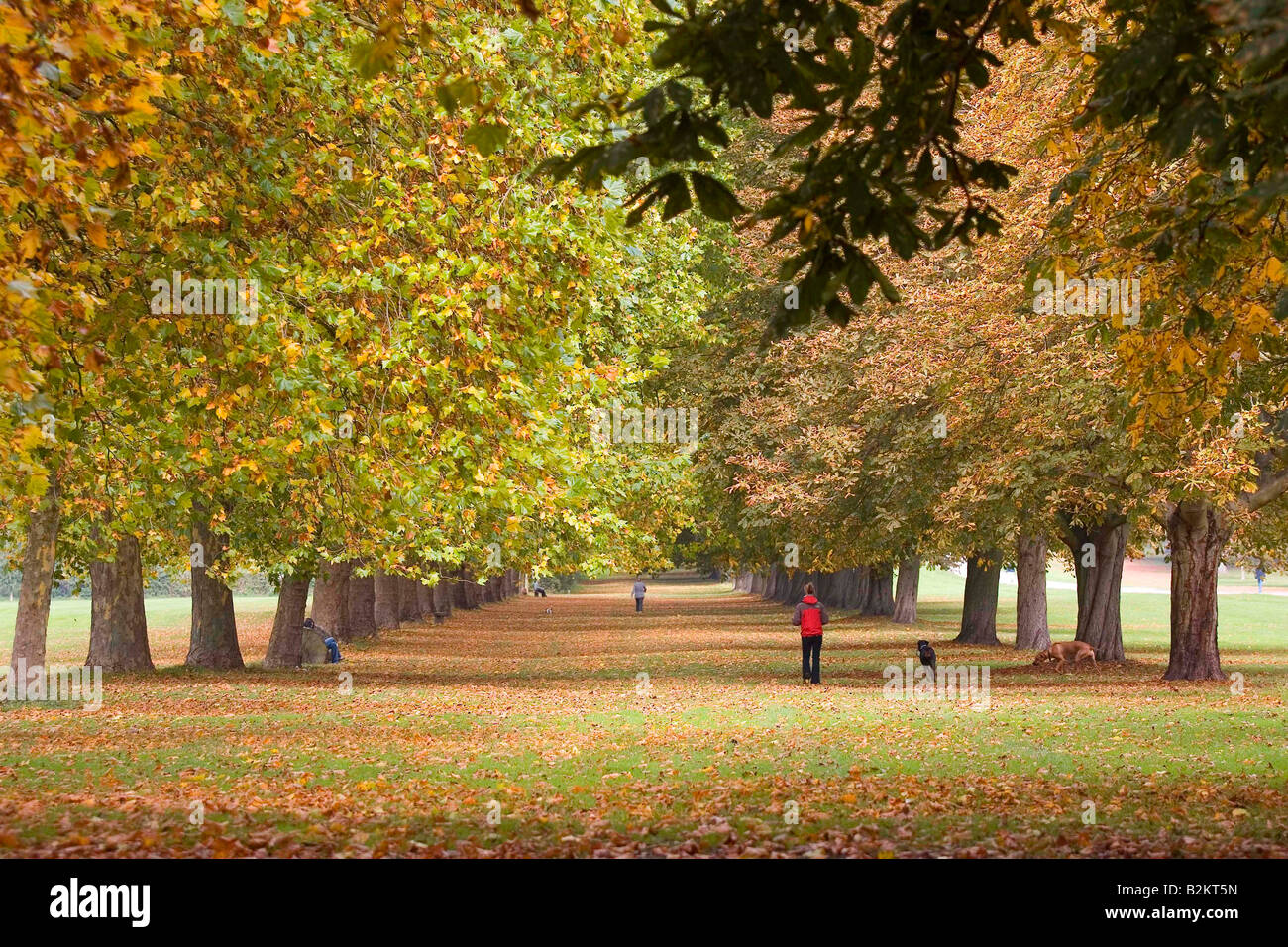 Windsor great park hi-res stock photography and images - Alamy