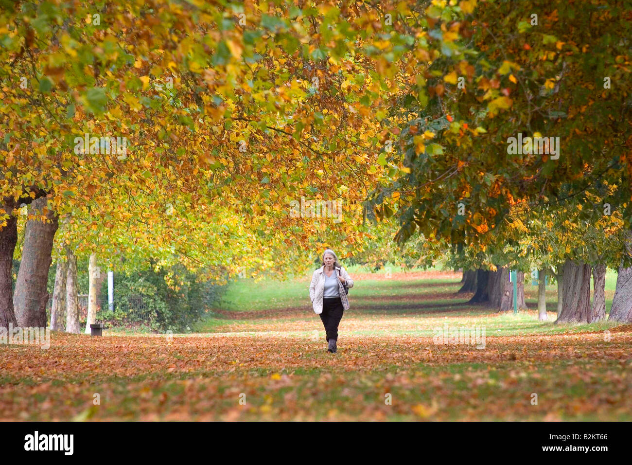 Windsor Great Park Stock Photo - Alamy