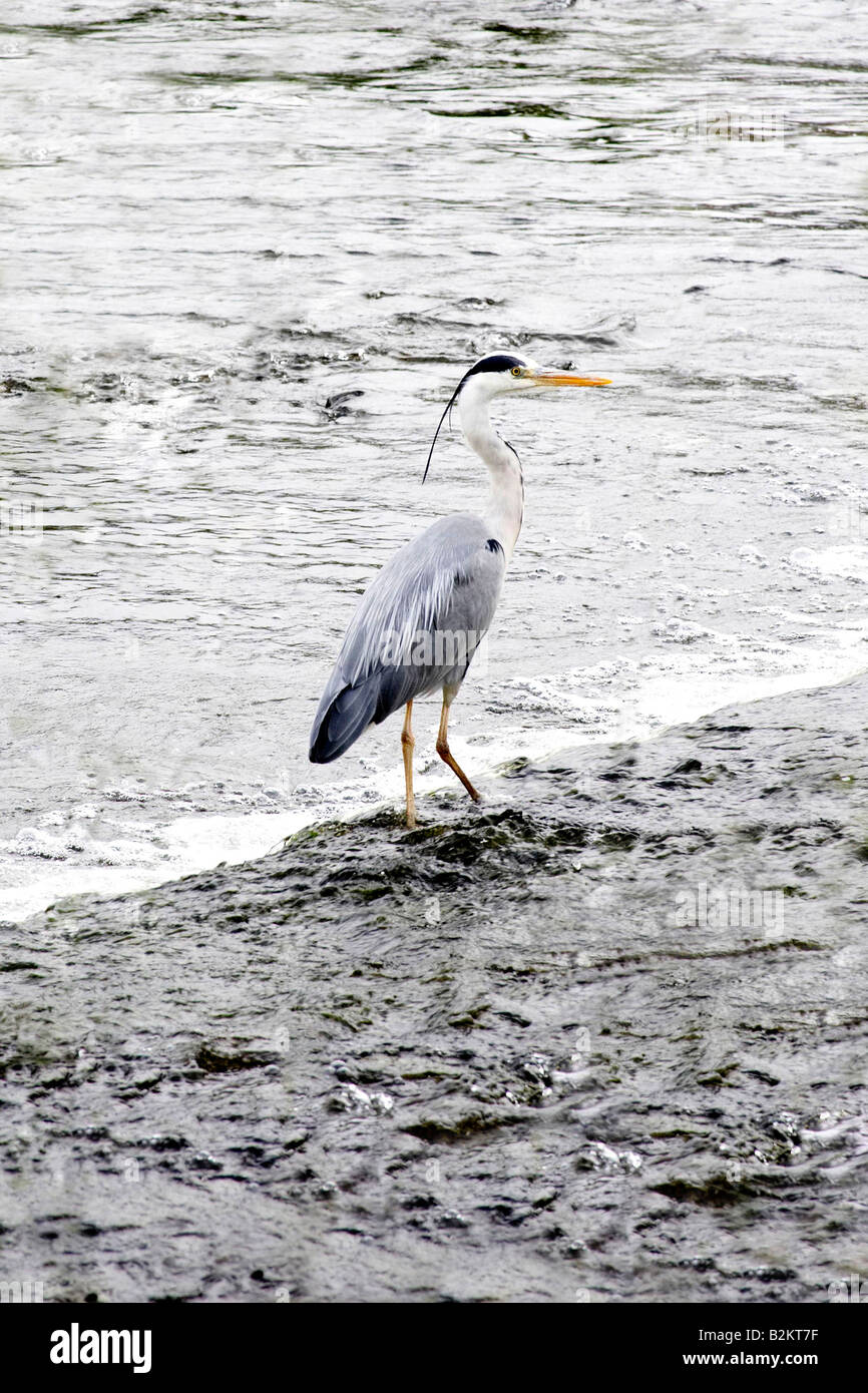 Grey heron flying scotland hi-res stock photography and images - Alamy