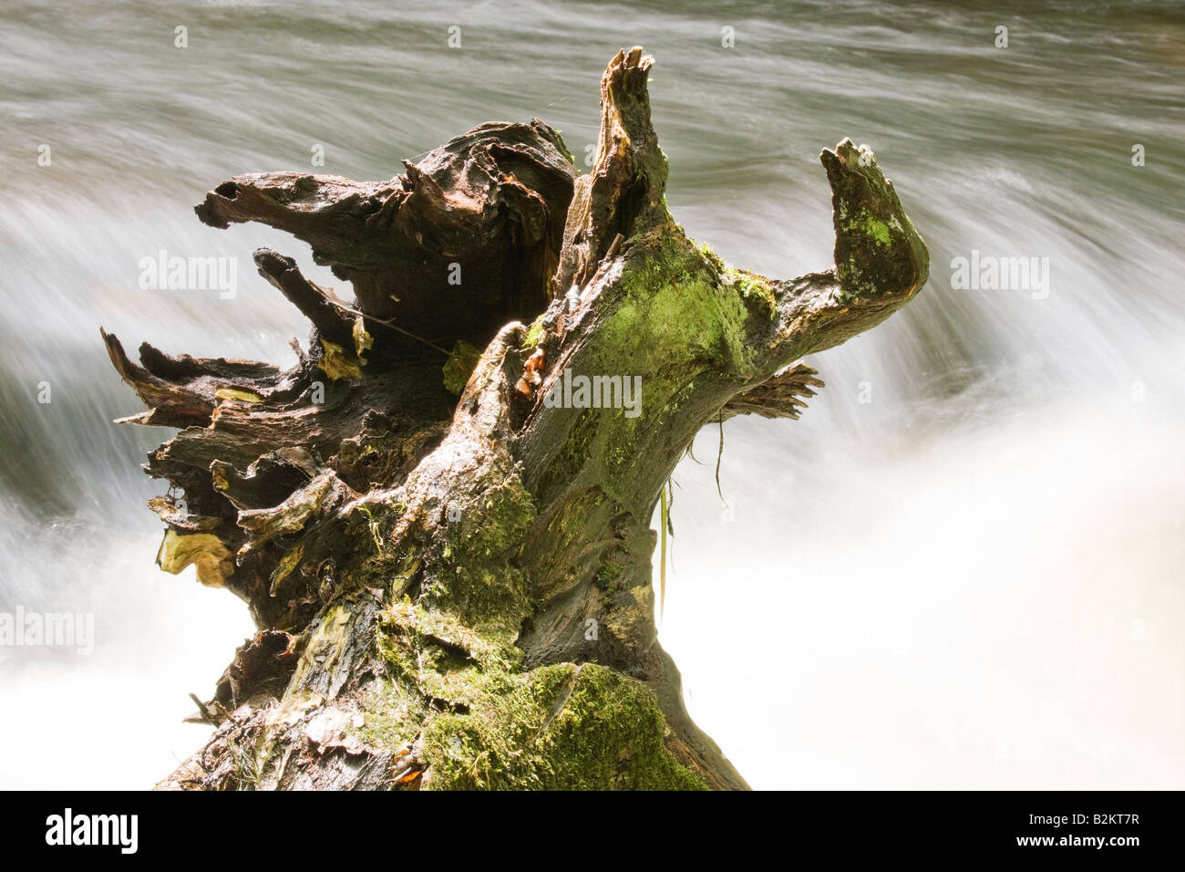 old tree trunk with waterfall background Stock Photo - Alamy