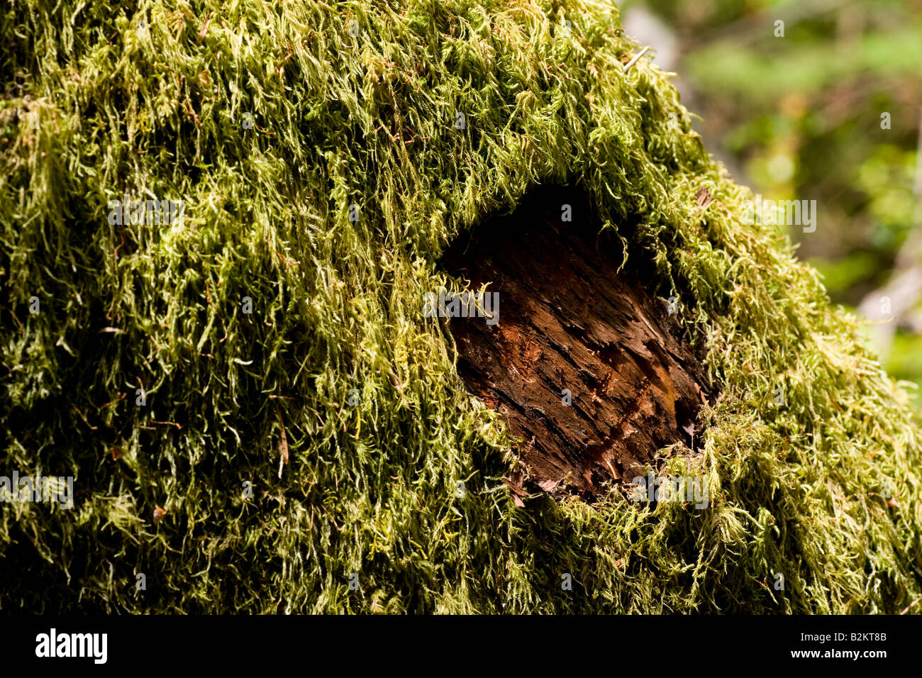 Green Moss on Log Stock Photo - Alamy