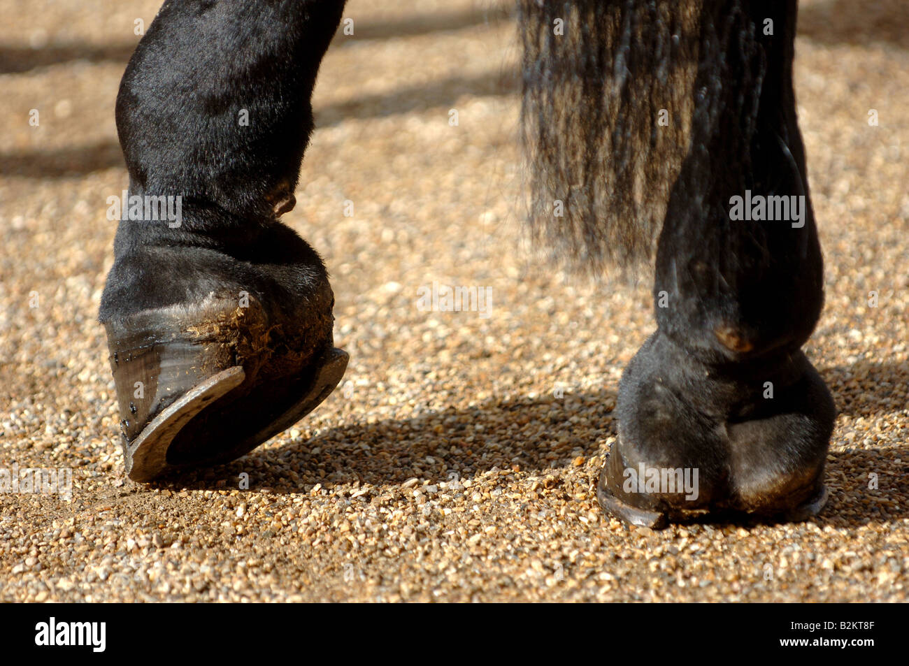 Hoof hooves hi-res stock photography and images - Alamy