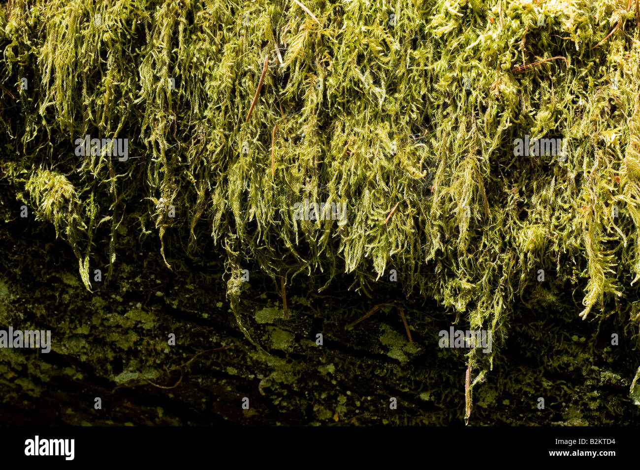 Leafy moss hi-res stock photography and images - Alamy