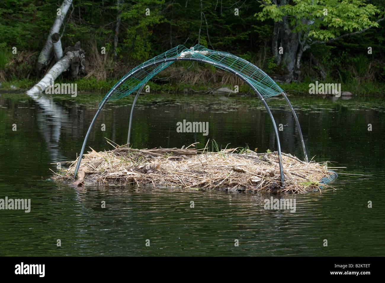 Nesting platform hi-res stock photography and images - Alamy