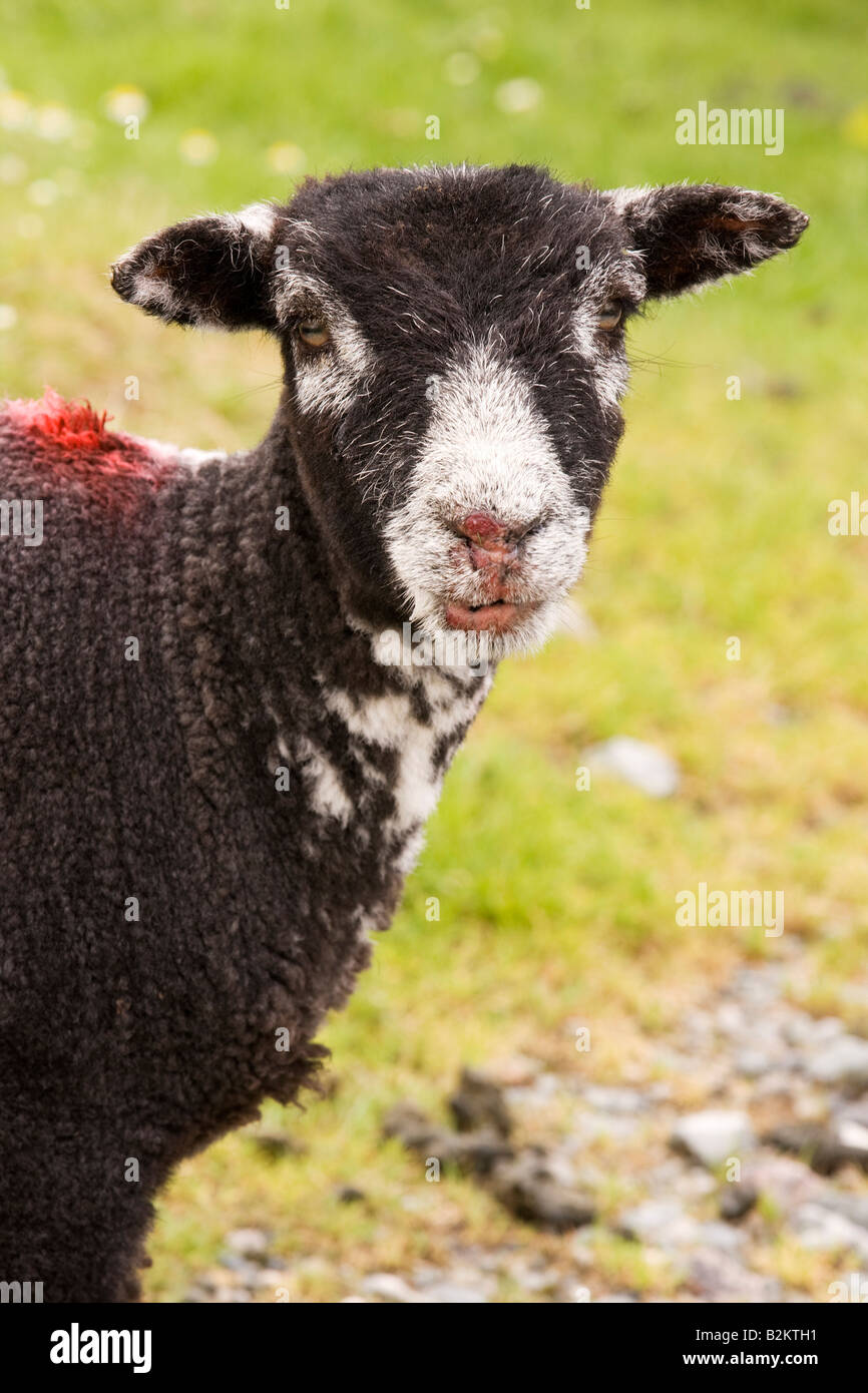 close up of sheep looking towards the camera Stock Photo - Alamy