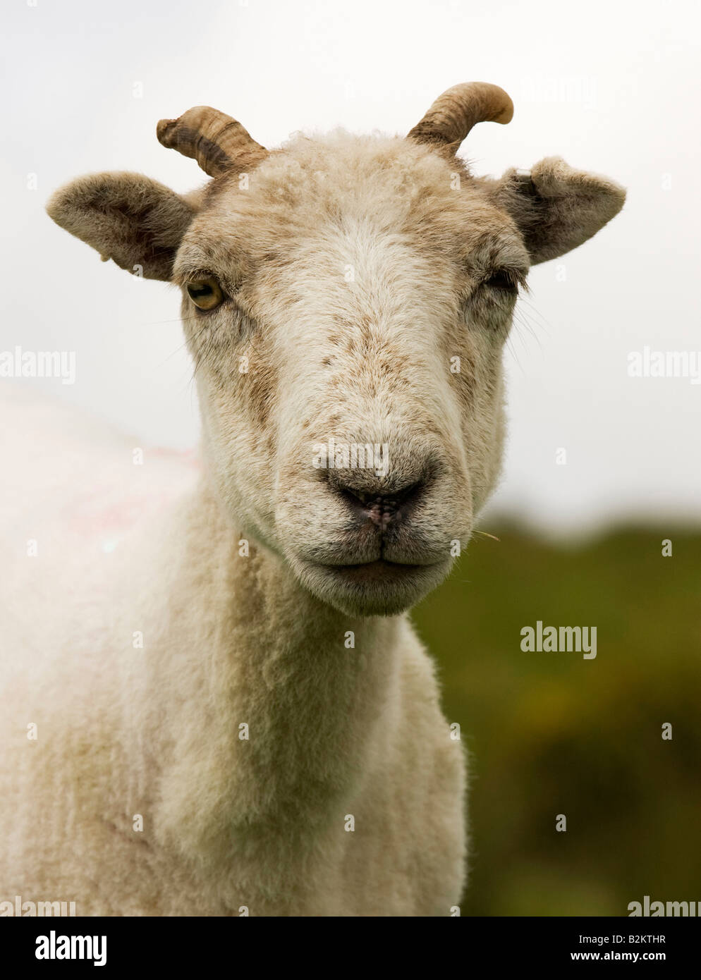 Sheep looking towards camera hi-res stock photography and images - Alamy