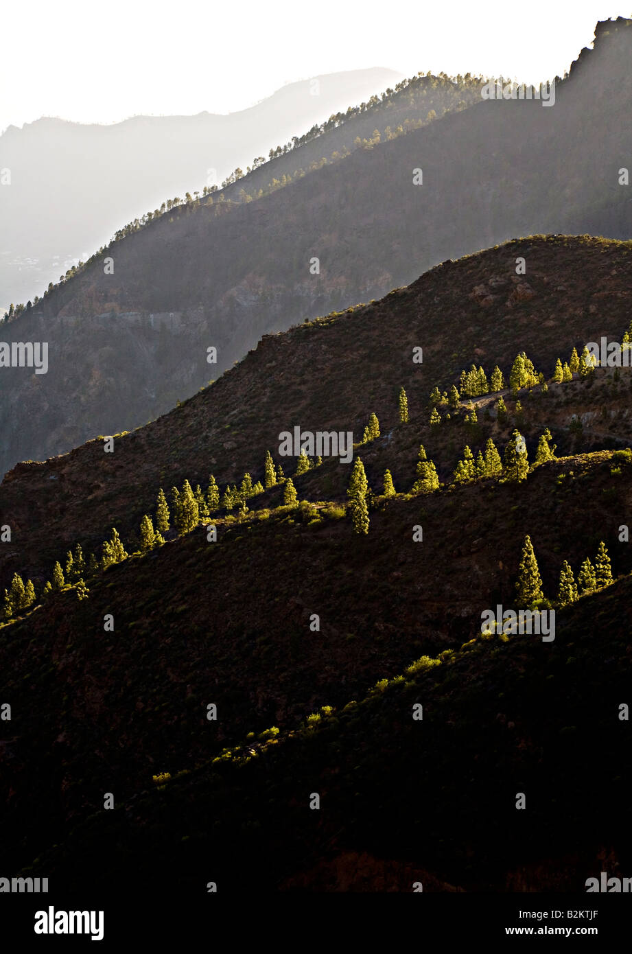 Sparce tree growth on volcanic rock at Paso de Ojeda Gran Canaria Spain ...