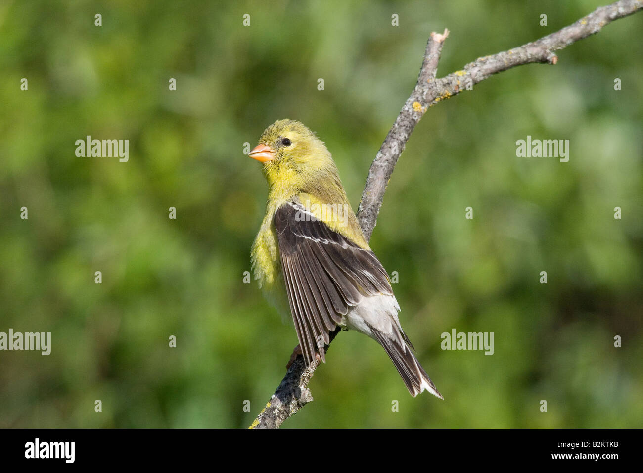 Goldfinch female plumage hi-res stock photography and images - Alamy