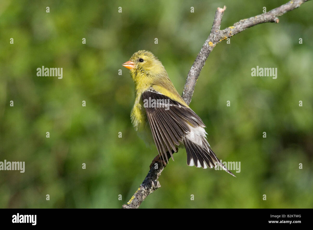 Female American goldfinch Stock Photo - Alamy