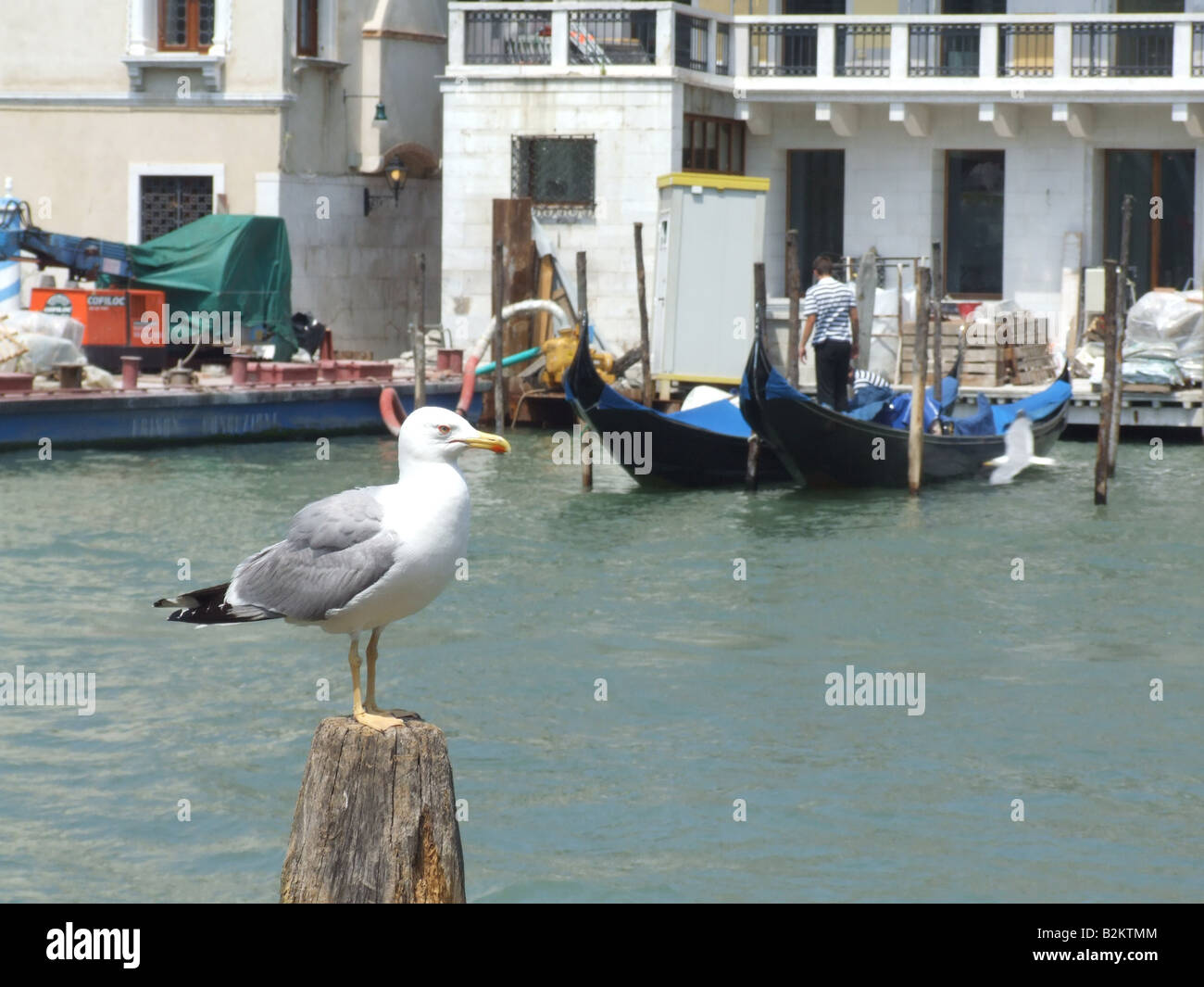 seagull and panorama of venice, italy Stock Photo - Alamy