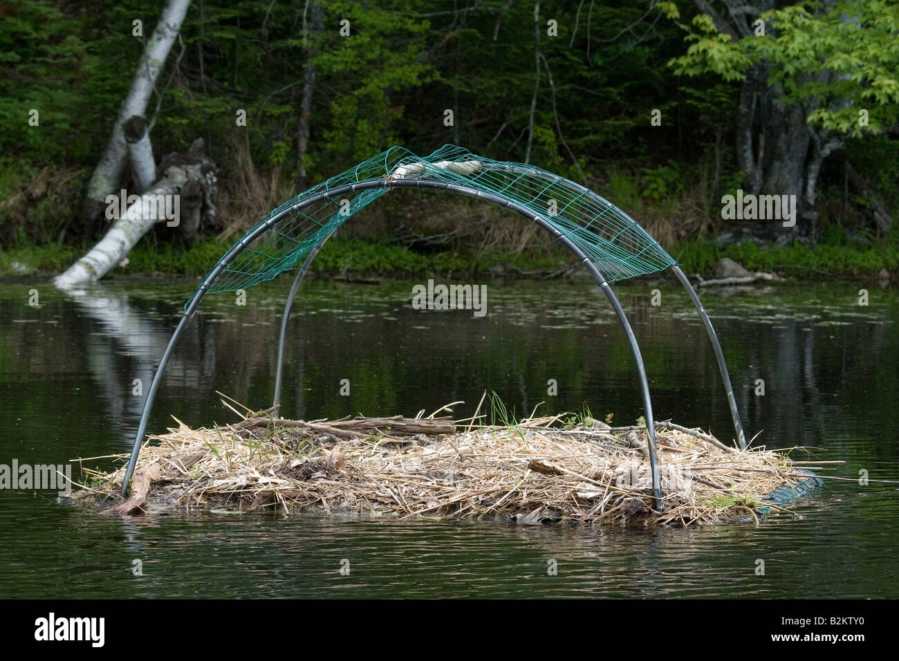 Nesting platform hi-res stock photography and images - Alamy