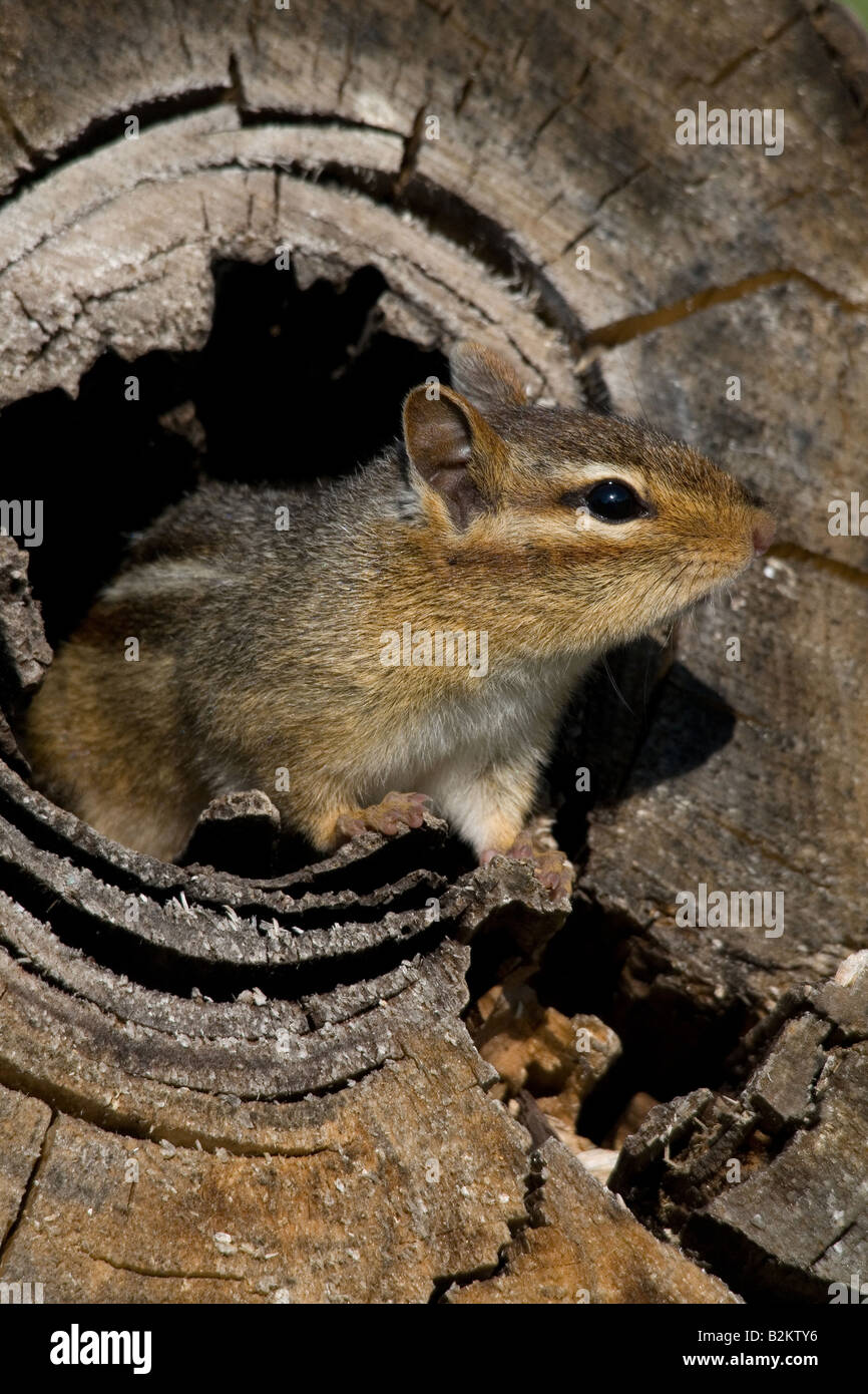 Chipmunk burrow hi-res stock photography and images - Alamy