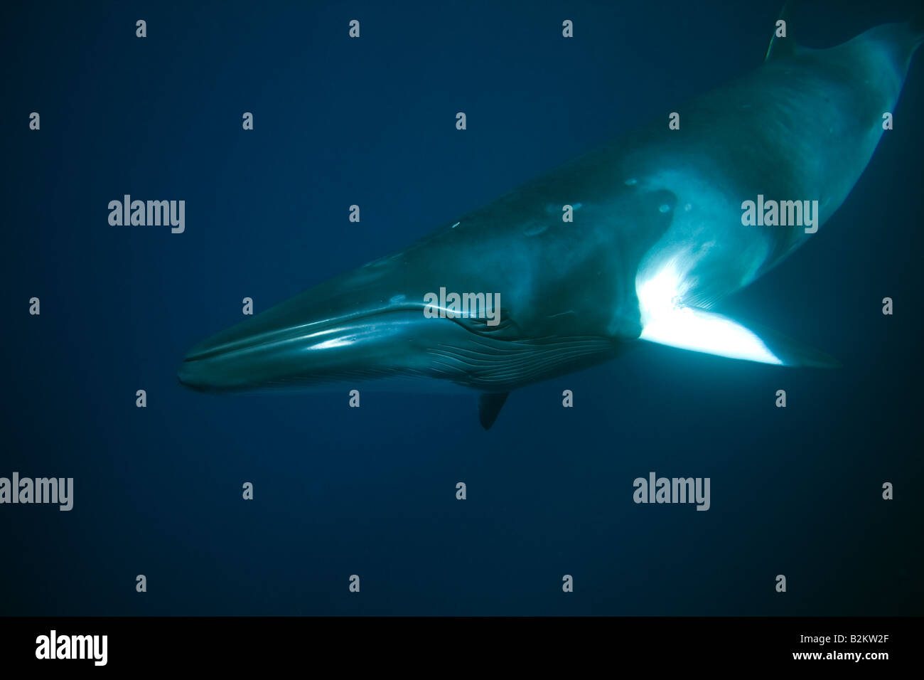 Dwarf Minke Whale Balaenoptera acutorostrata Great Barrier Reef ...