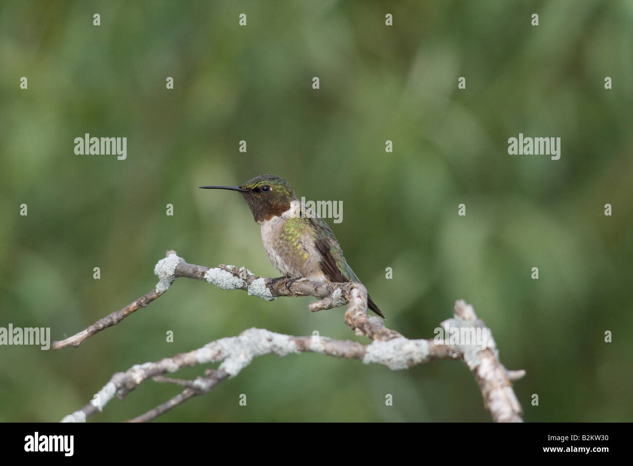 Ruby throated hummingbird Stock Photo - Alamy